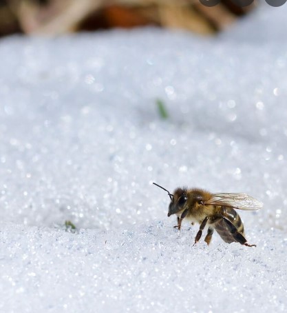 NBKA Previous Winter Talks – Newent Branch of Gloucestershire Beekeepers